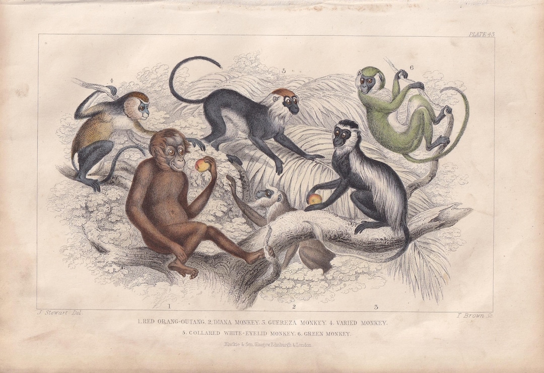 1859 ORANGUTAN & MONKEYS Print - Hand-coloured Engraving - Monkey Wall ...