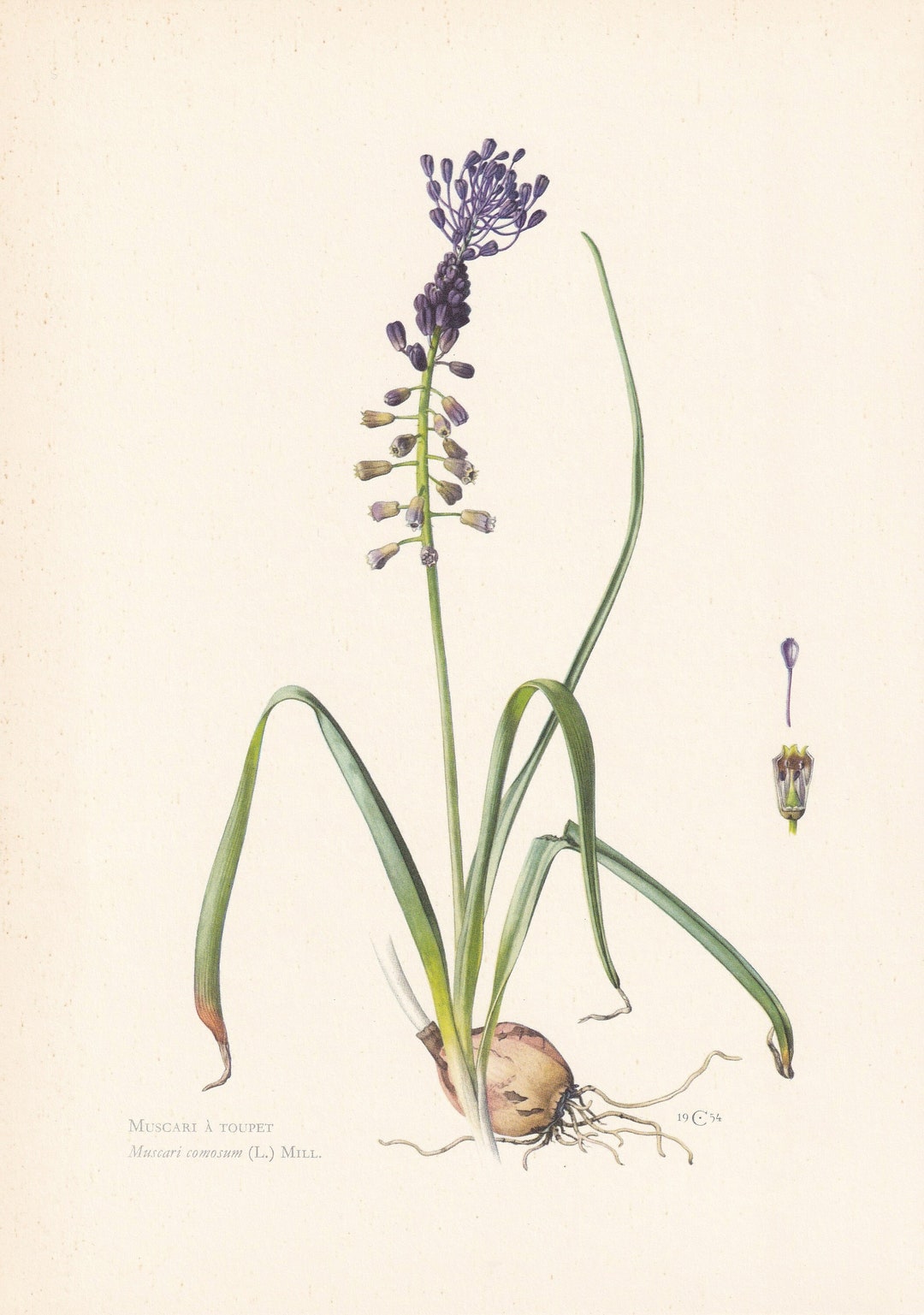 1960 TASSEL HYACINTH PLANT Print - Botanical Print - Flower Print ...