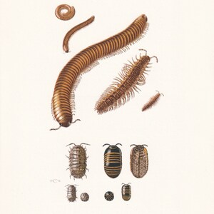 1960 MILLIPEDE & WOODLICE Print - Vintage Insect - Insect Wall Art ...