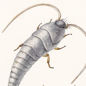 1960 SILVERFISH Print Vintage Insect Print Bugs Illustration Insect ...