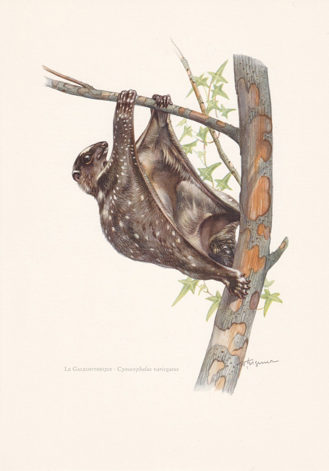 1960 SUNDA FLYING LEMUR Print - Vintage Animal Print - Animal ...