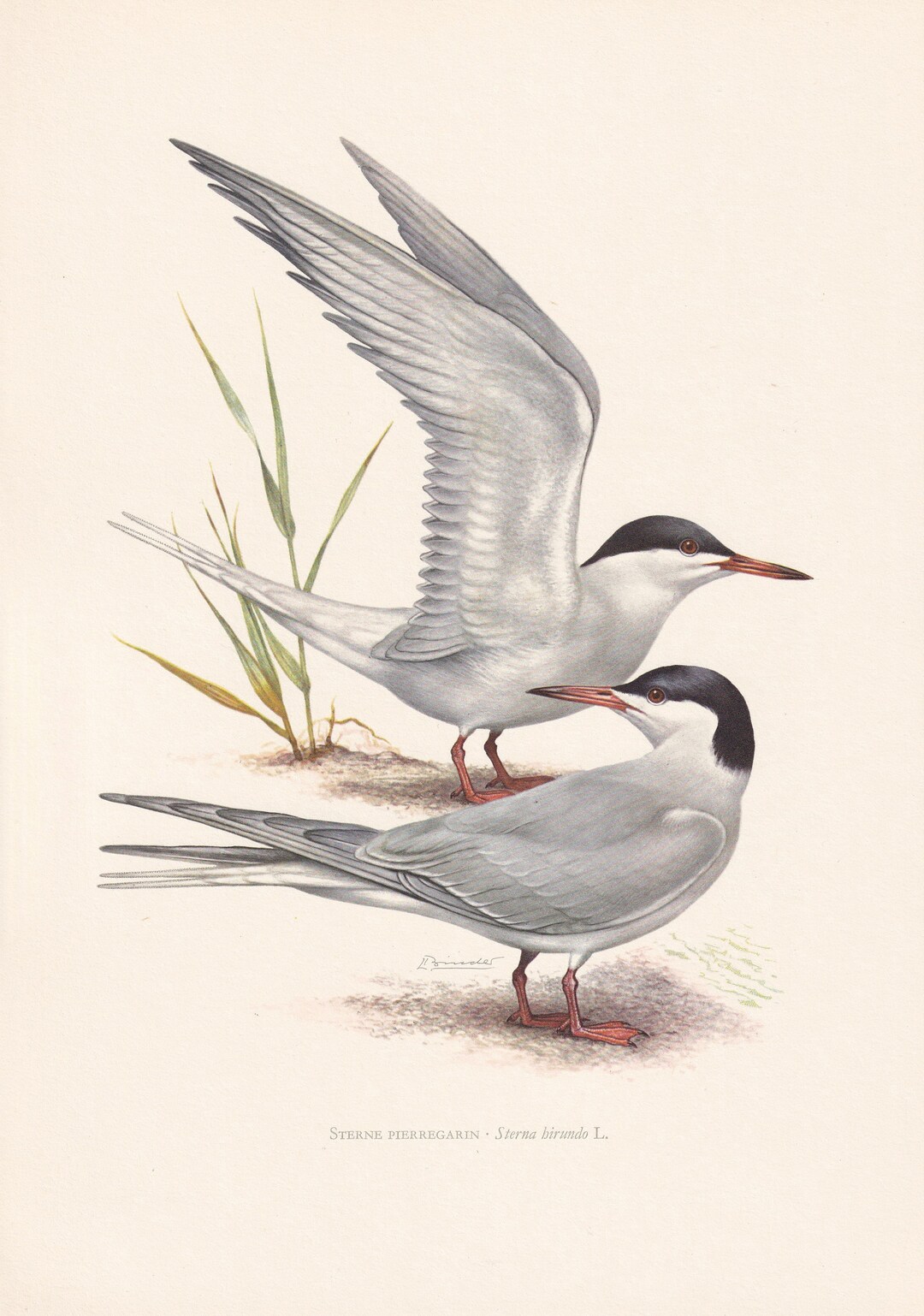 1960 COMMON TERN Bird Print - Vintage Bird Print - Bird Illustration ...
