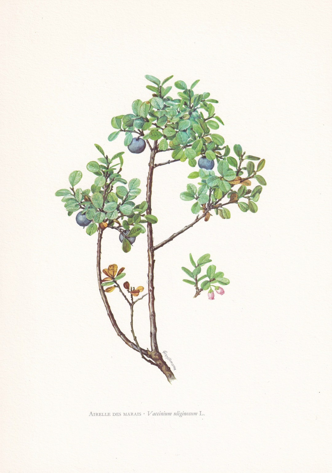 1960 ALPINE BLUEBERRY Print - Botanical Print - Botanical Illustration ...