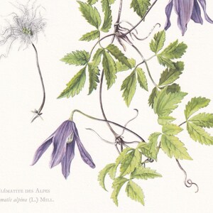 1960 ALPINE CLEMATIS Print - Botanical Print - Botanical Illustration ...