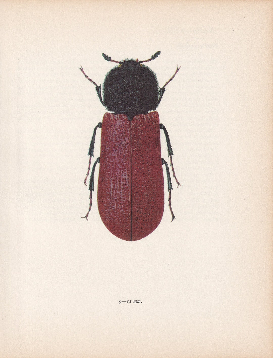 1964 CAPUCHIN BEETLE Print - Vintage Beetle Art - Insect Print ...