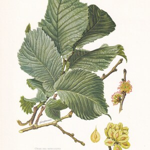 1960 SCOTCH ELM TREE Print - Botanical Print - Botanical Illustration ...