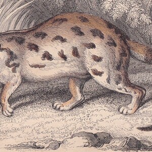1843 GENET Print - Genet Wall Art - Original Antique Genet Print ...