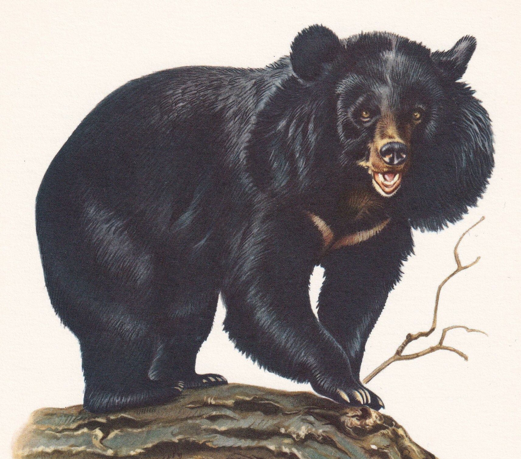 1960 ASIAN BLACK BEAR Print - Vintage Animal Print - Animal ...