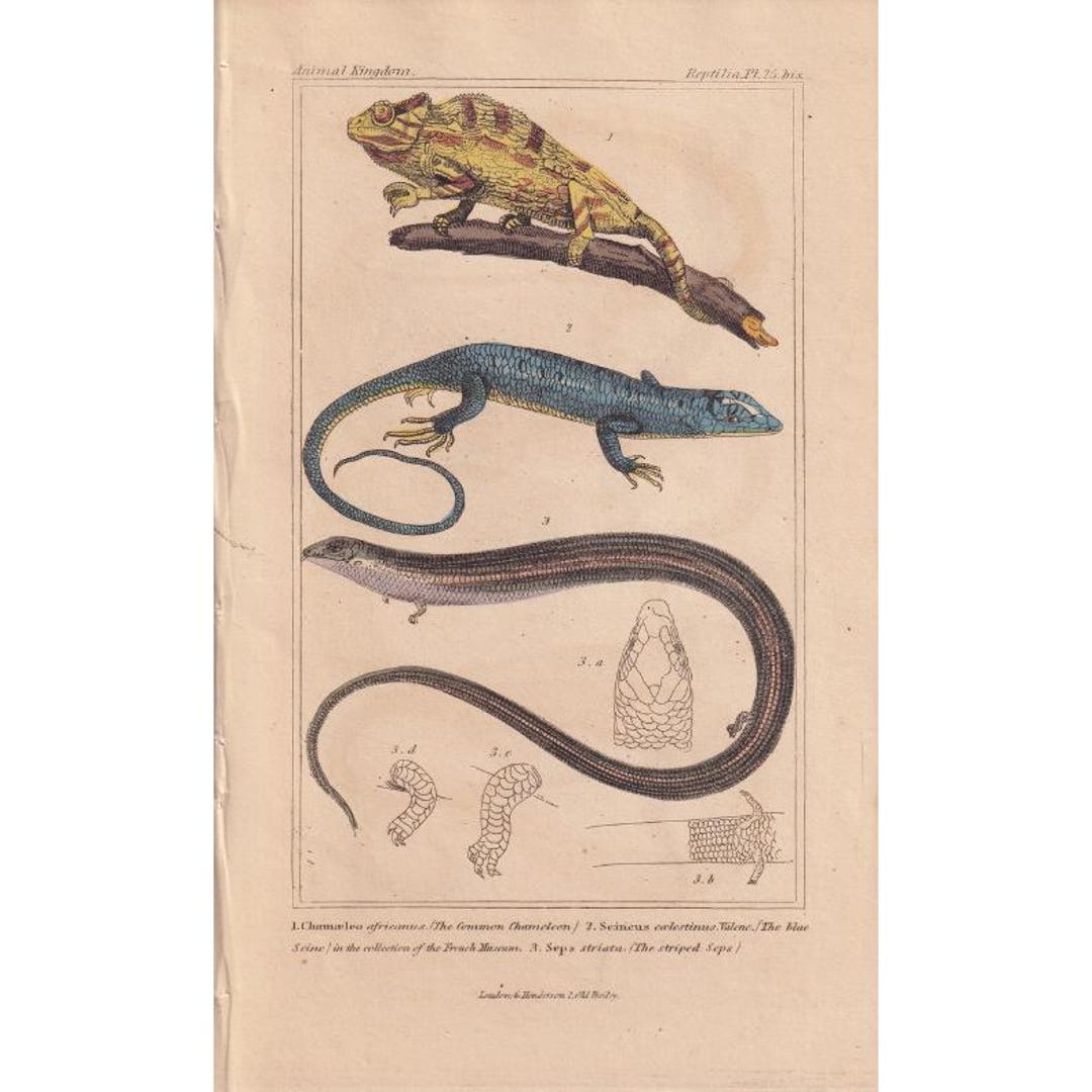 1834 CHAMELEON & SKINK Lizard Print - Hand-coloured Antique - Cuvier ...