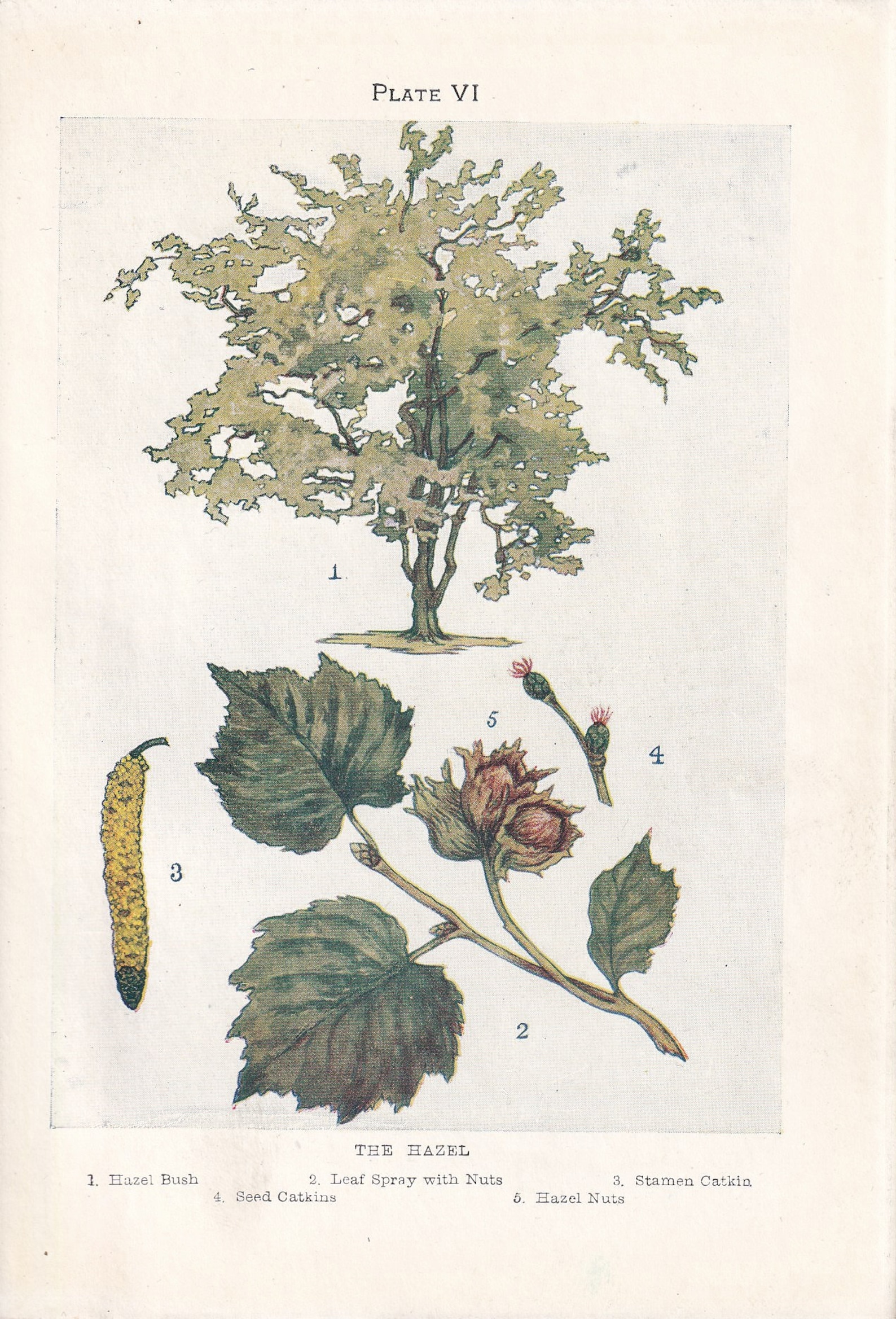 1910 HAZEL TREE Print - Original Antique Tree Print - Tree Wall Art ...