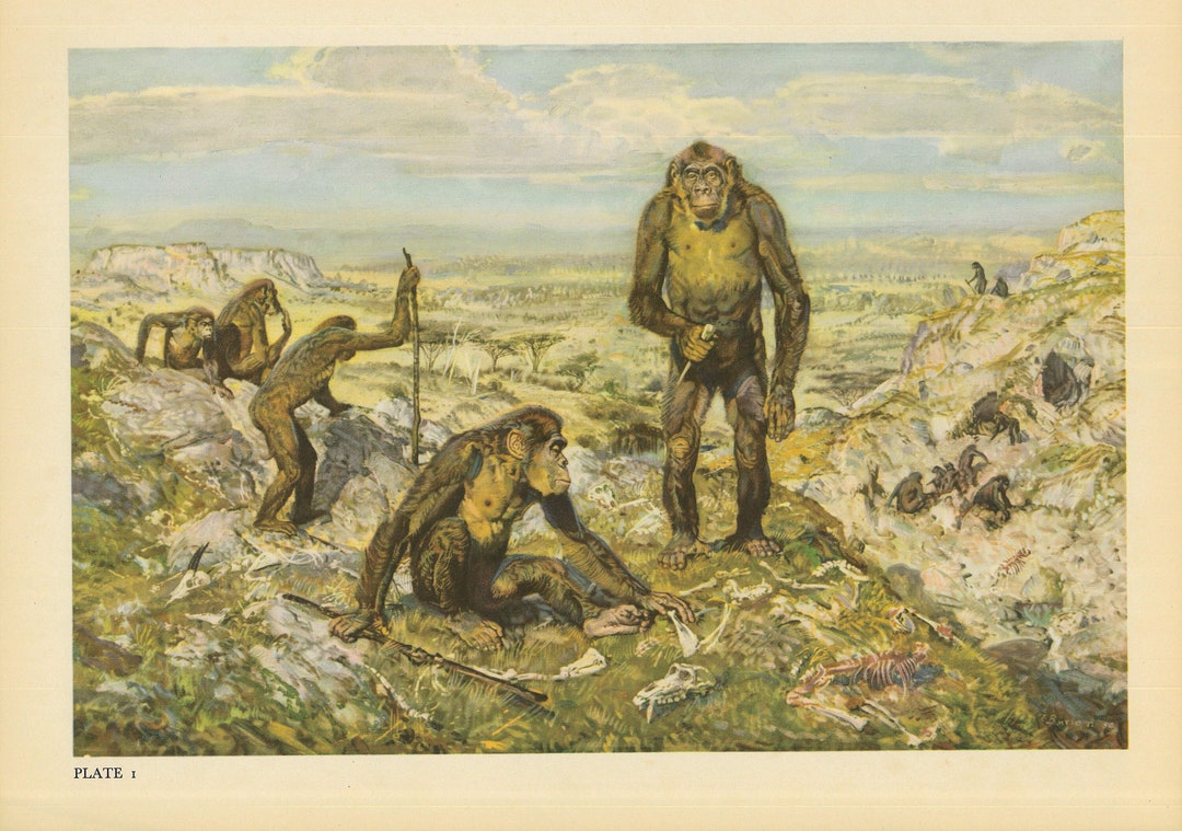 1960 AUSTRALOPITHECUS Print - Prehistoric Man Print - Paleoart - Human ...