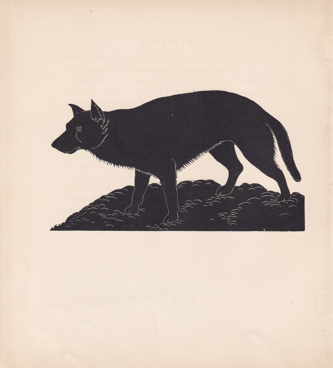 1929 WOLF Print Wood Engraving - Wolf Wall Art - Zoology Print ...