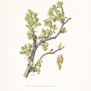 1960 RETUSE-LEAVED WILLOW Print - Botanical Print - Tree Illustration ...