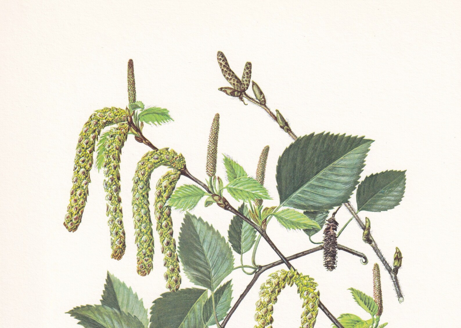1960 DOWNY BIRCH Print - Botanical Print - Tree Illustration - Tree ...