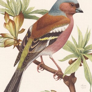 1960 EURASIAN CHAFFINCH Bird Print Vintage Bird Print Bird Illustration ...