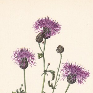 1960 GREATER KNAPWEED Print - Botanical Print - Flower Painting ...