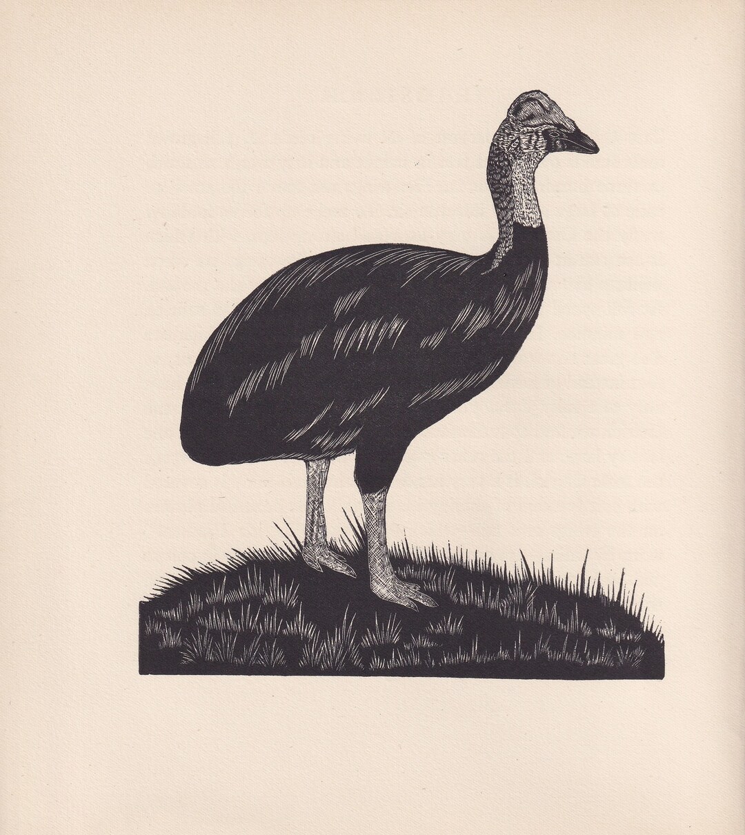 1929 CASSOWARY Print Wood Engraving - Cassowary Wall Art - Animal Wood ...