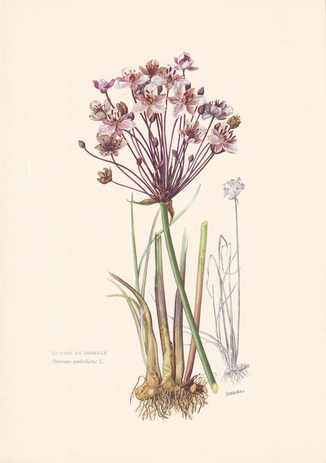 1960 FLOWERING RUSH Flower Print - Botanical Print - Botanical ...