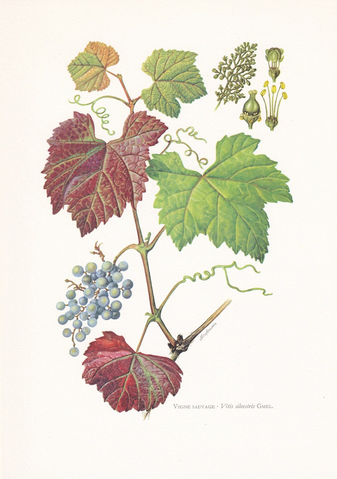 1960 WILD GRAPE Tree Print - Botanical Print - Botanical Illustration ...