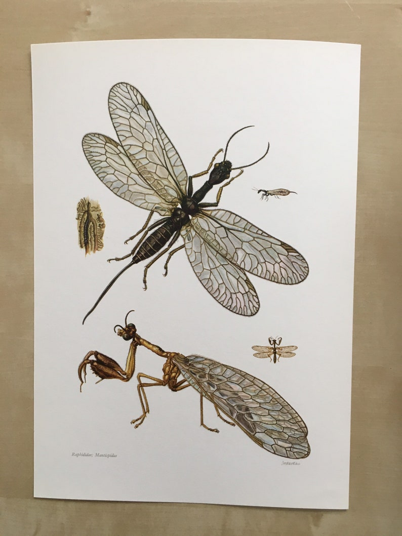 1960 SNAKEFLY & LACEWING Print Vintage Insect Print Bugs - Etsy