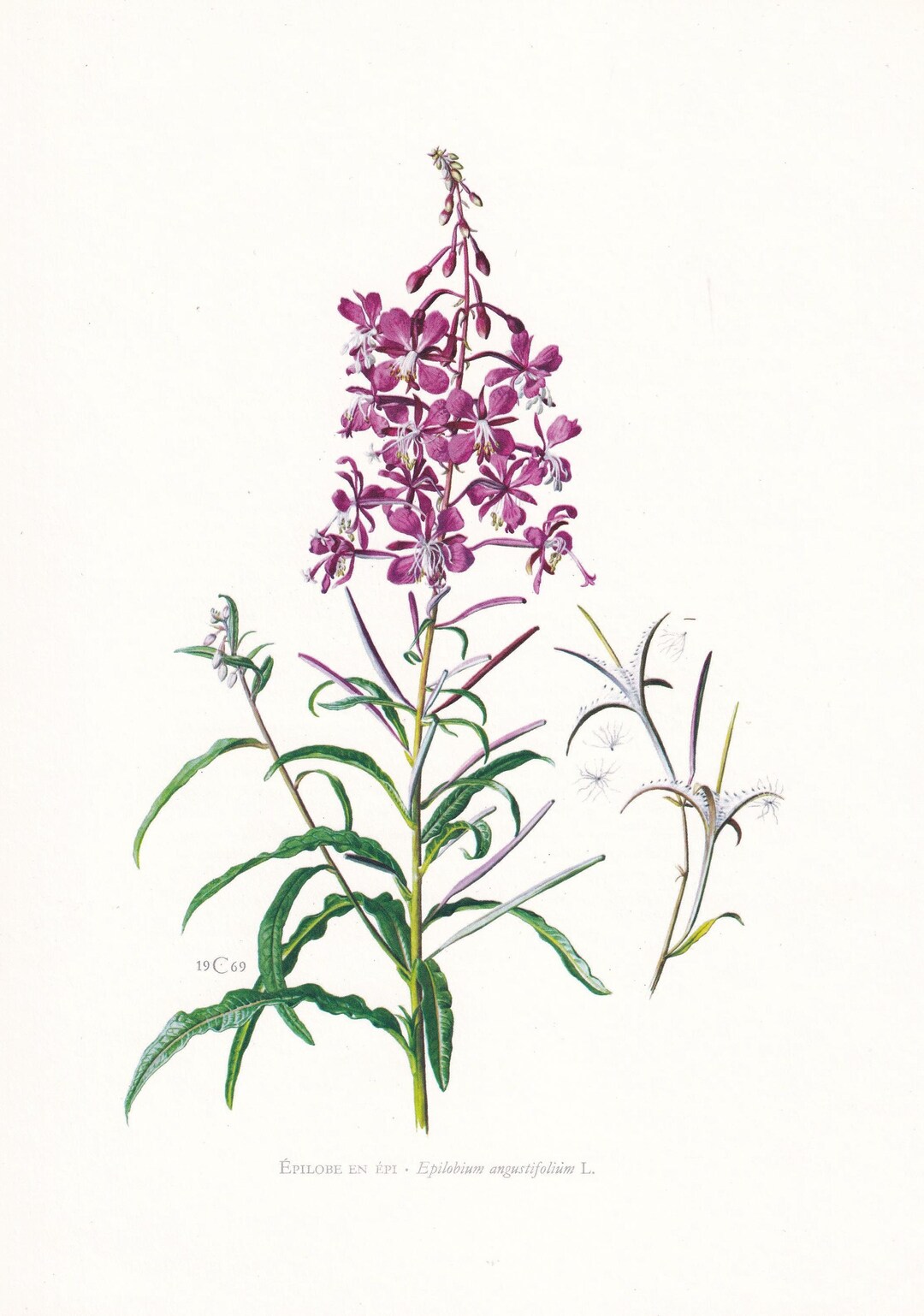 1974 FIREWEED Print - Botanical Print - Flower Illustration - Plant ...