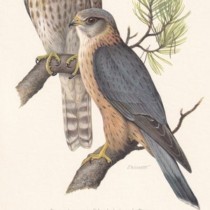1960 MERLIN FALCON Bird Print - Vintage Bird Print - Bird Illustration ...
