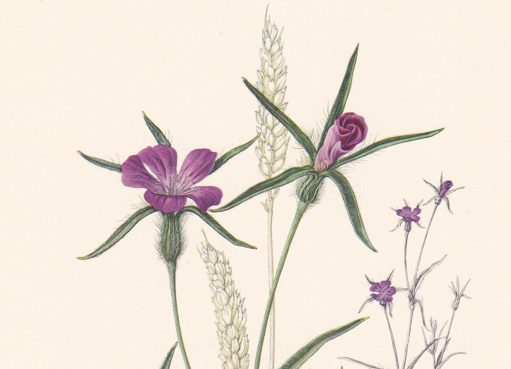 1960 CORN COCKLE Flower Print - Botanical Print - Botanical ...