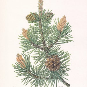 1960 MOUNTAIN PINE Print - Botanical Print - Tree Illustration - Tree ...