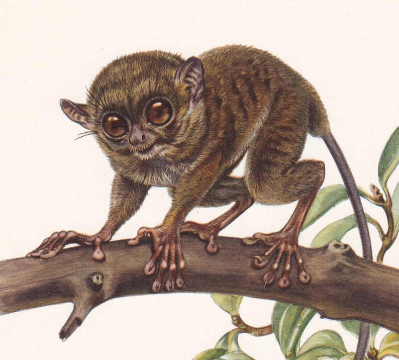 1960 SPECTRAL TARSIER Print - Vintage Animal Print - Animal ...