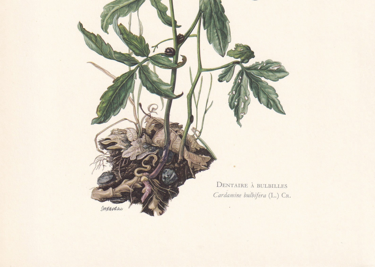 1960 CORAL ROOT Print - Botanical Print - Flower Print - Flower Wall ...