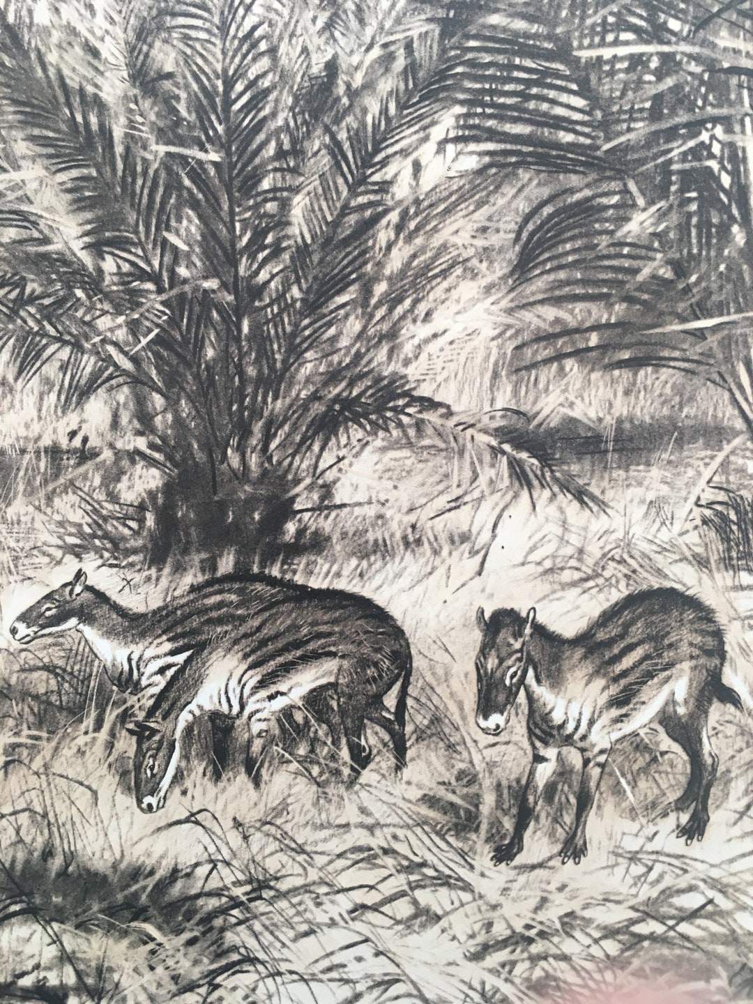 1960 EOHIPPUS Print - Prehistoric Animals Print - Paleoart - Eocene ...