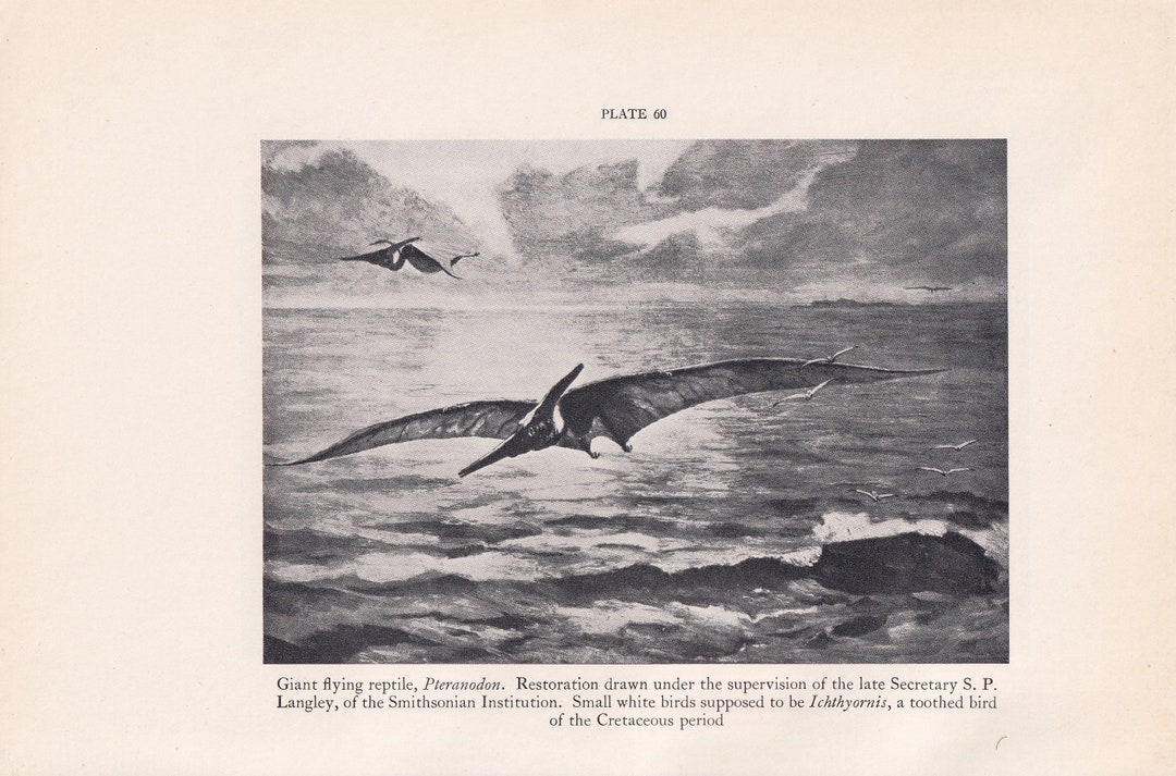 1934 PTERANODON Print - Original Vintage Print - Dinosaur Wall Art ...