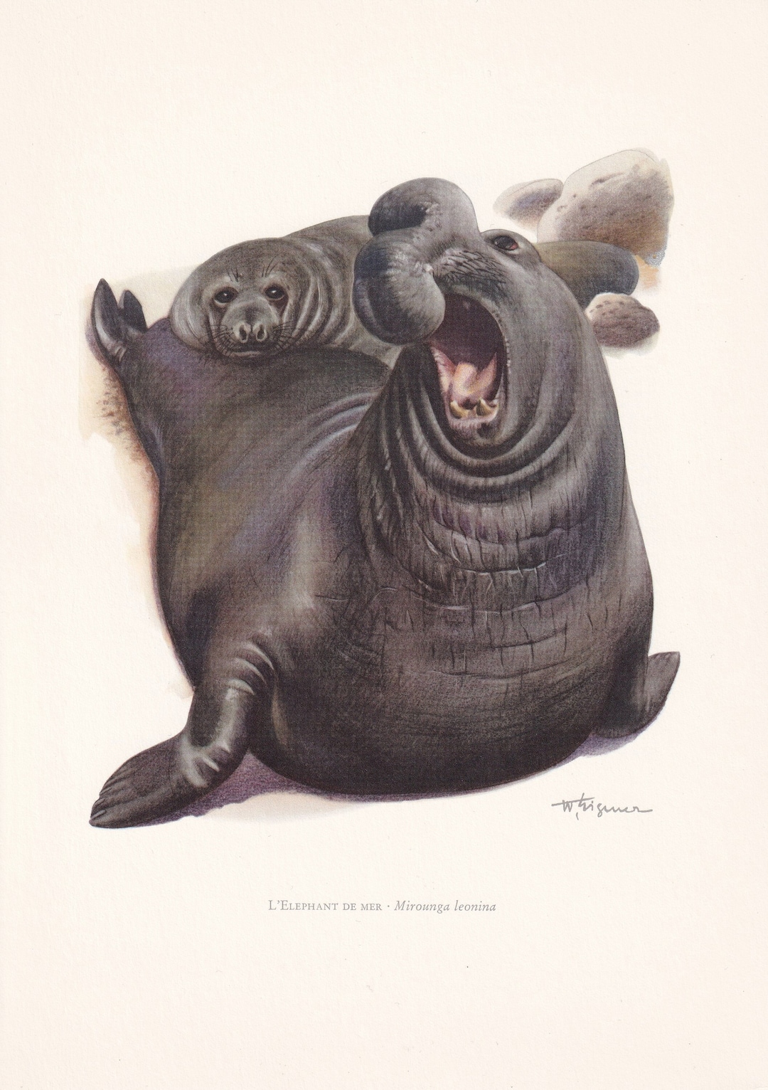 1960 SOUTHERN ELEPHANT SEAL Print - Vintage Animal Print - Animal ...