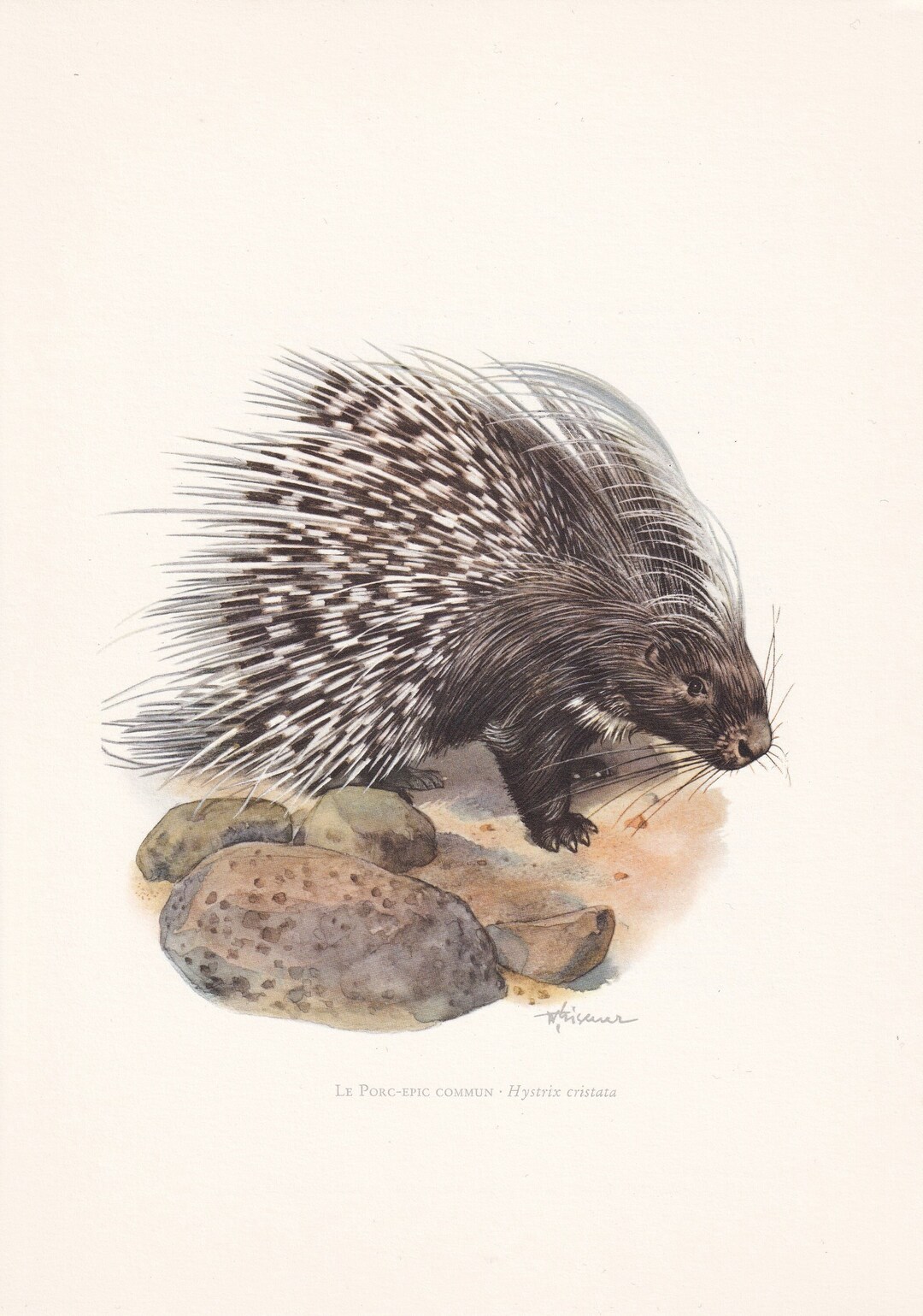 1960 CRESTED PORCUPINE Print - Vintage Animal Print - Animal ...