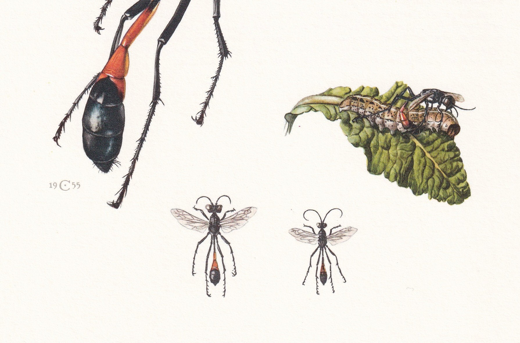 1960 Red-banded SAND WASP Print - Vintage Insect Print - Bugs ...