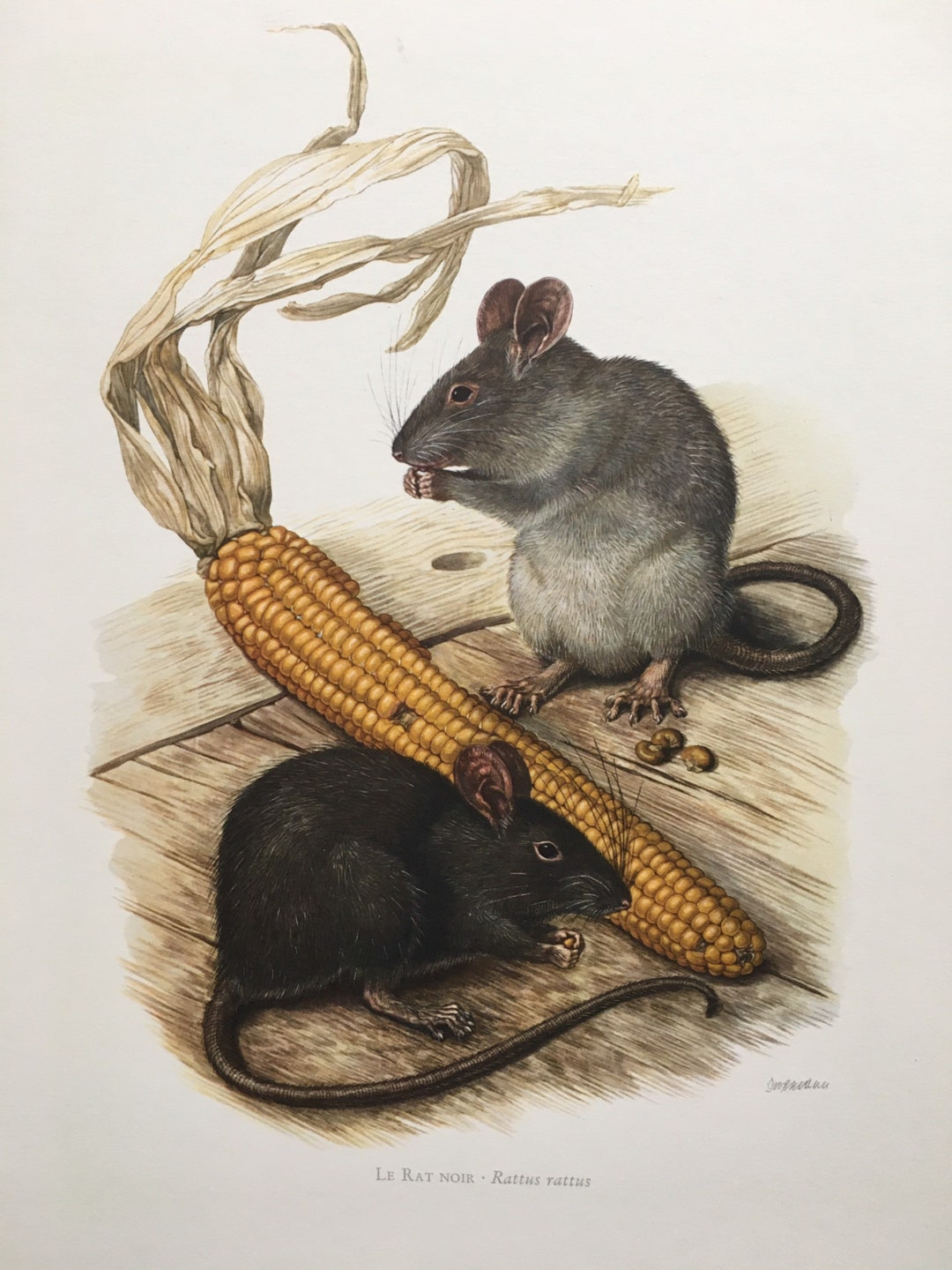 1960 BLACK RAT Print Vintage Zoology Print Wildlife Illustration ...