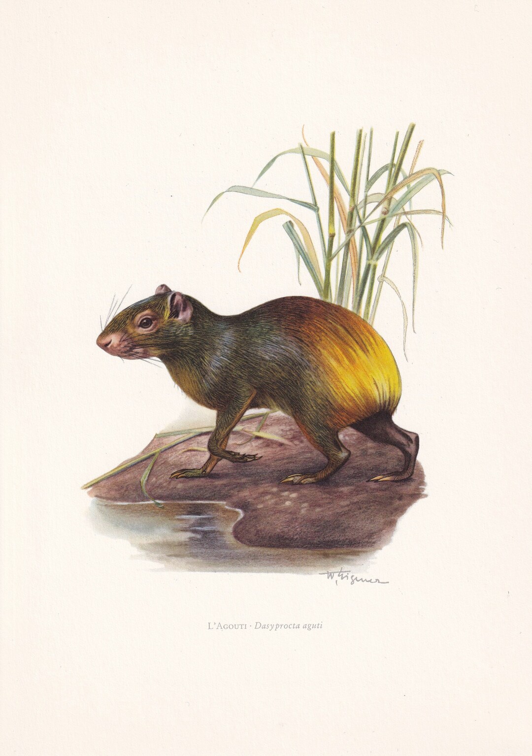 1960 AGOUTI Print - Vintage Animal Print - Animal Illustration - Animal ...