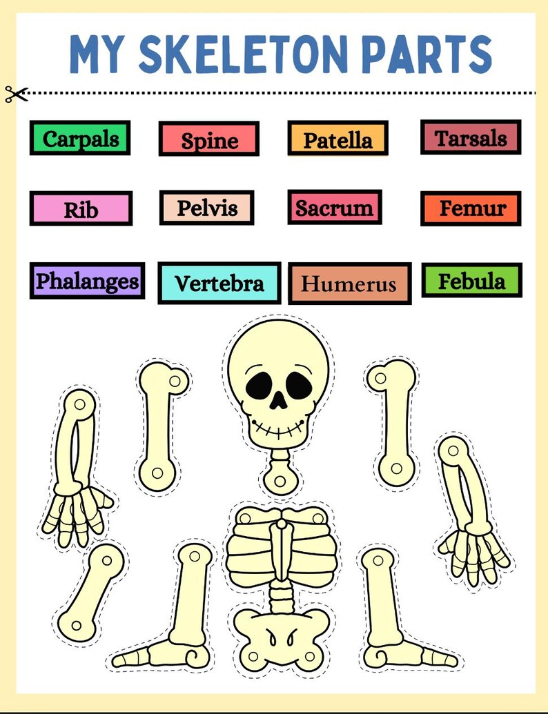 ADHD Human Anatomy Busy Book for Kids Body Parts & Skeleton Activities ...