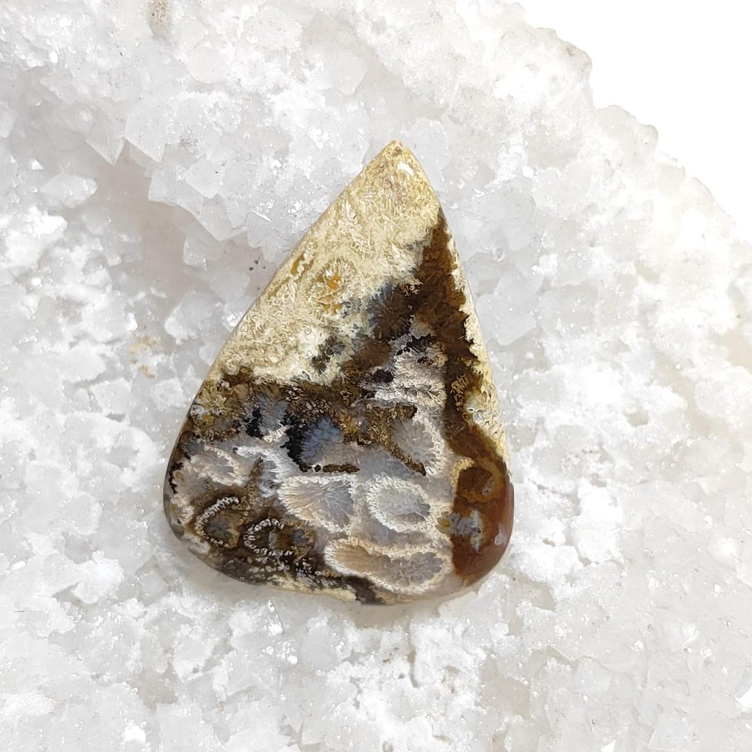 Fossil Coral Cabochon: Natural Yellow Gemstone (43 Carat) GS-1593 - Etsy