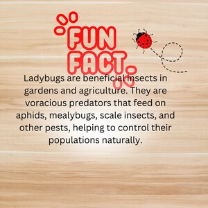 Exploring Ladybugs: Interactive Lesson Plan for Curious Toddlers - Etsy