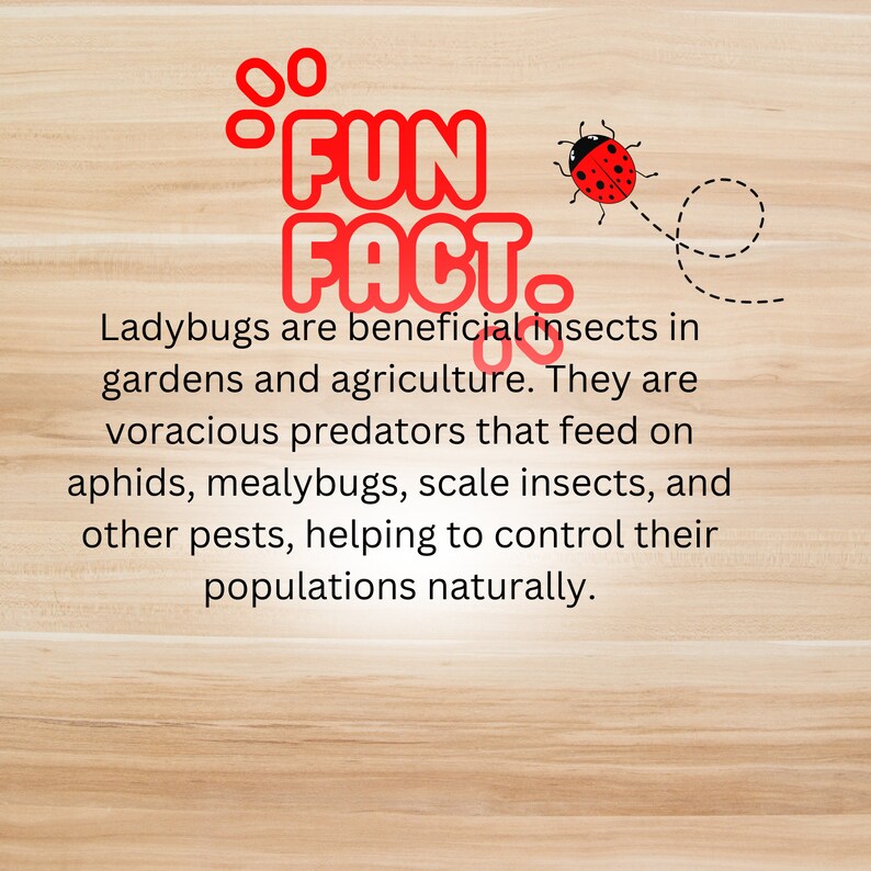 Exploring Ladybugs: Interactive Lesson Plan for Curious Toddlers - Etsy