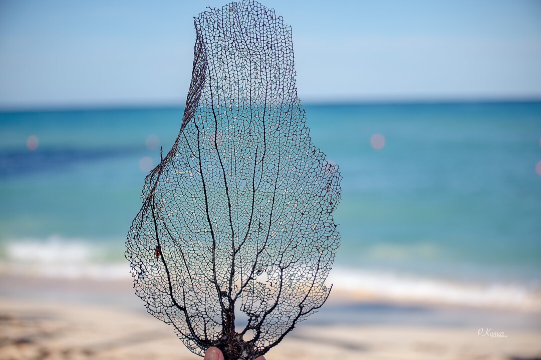 Leaf Veins at Beach | Seaside Scenary | Digital Download | Printable ...