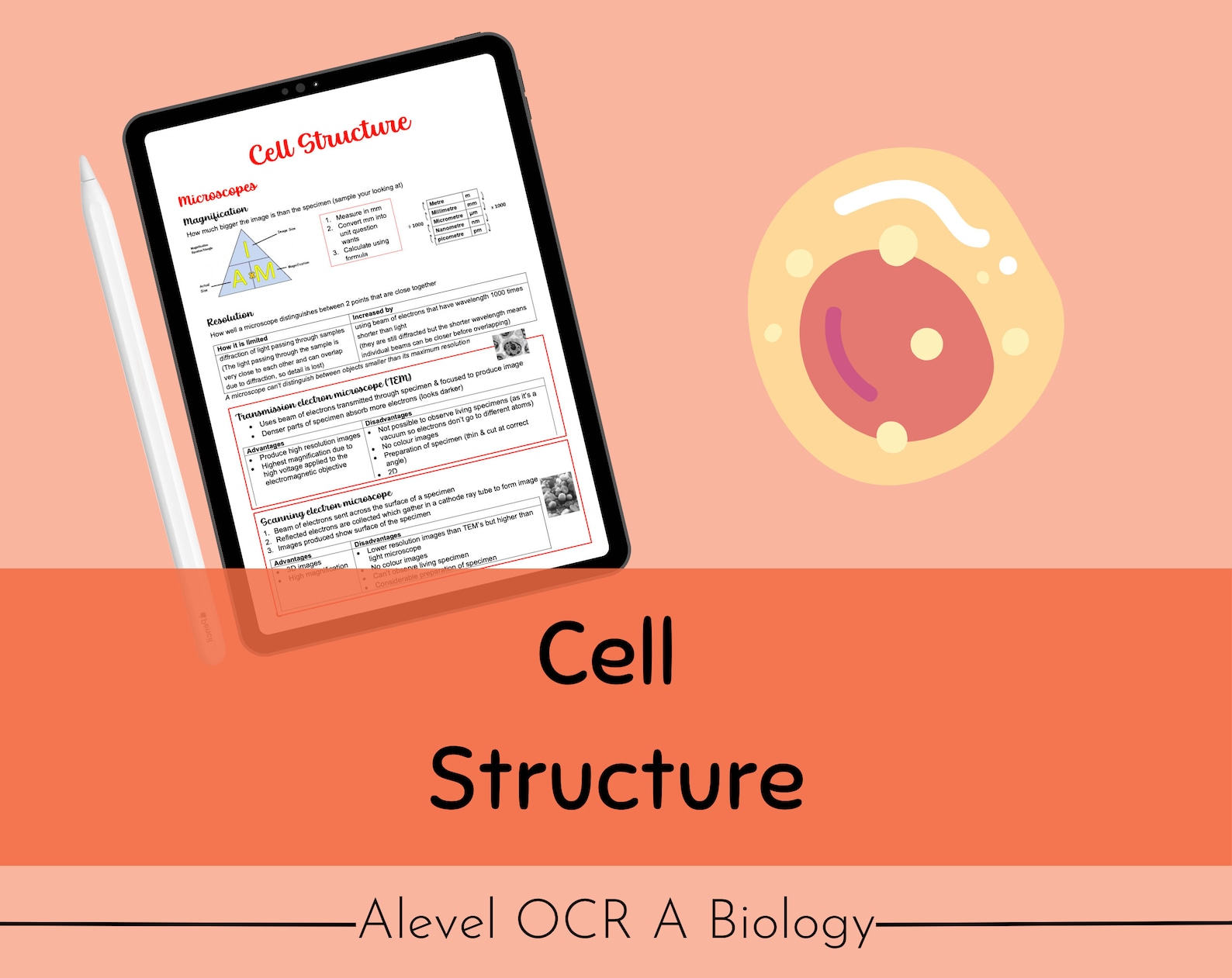 OCR A A-level Biology Cell Structure Revision Notes - Etsy