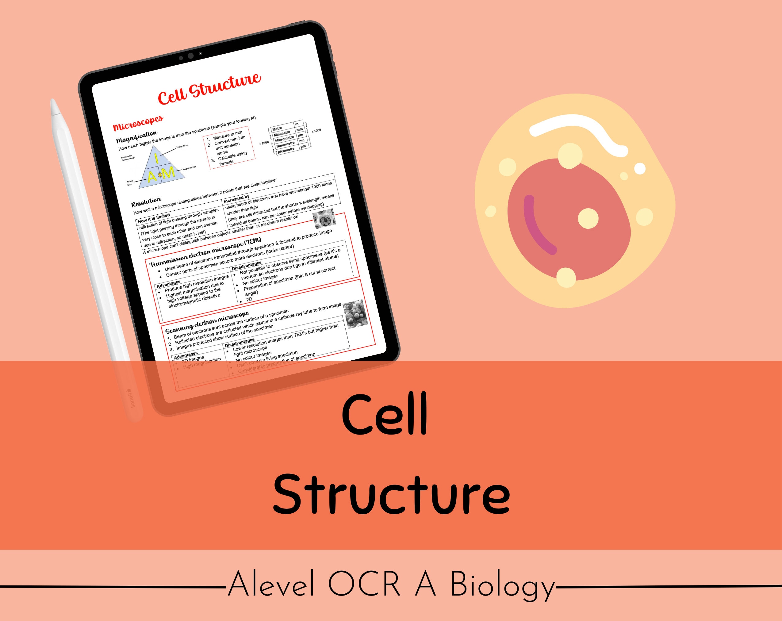 OCR A A-level Biology Cell Structure Revision Notes - Etsy Australia