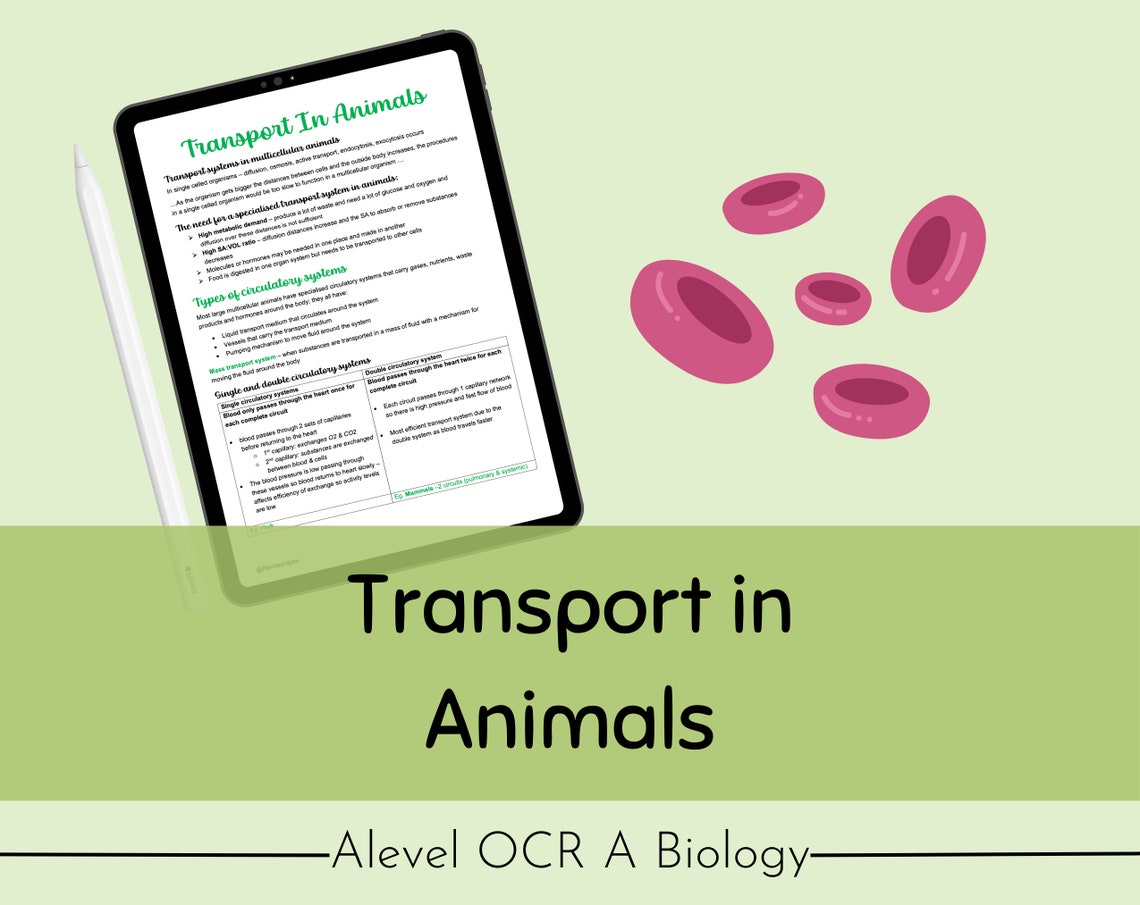 OCR A A-level Biology Transport in Animals Revision Notes - Etsy