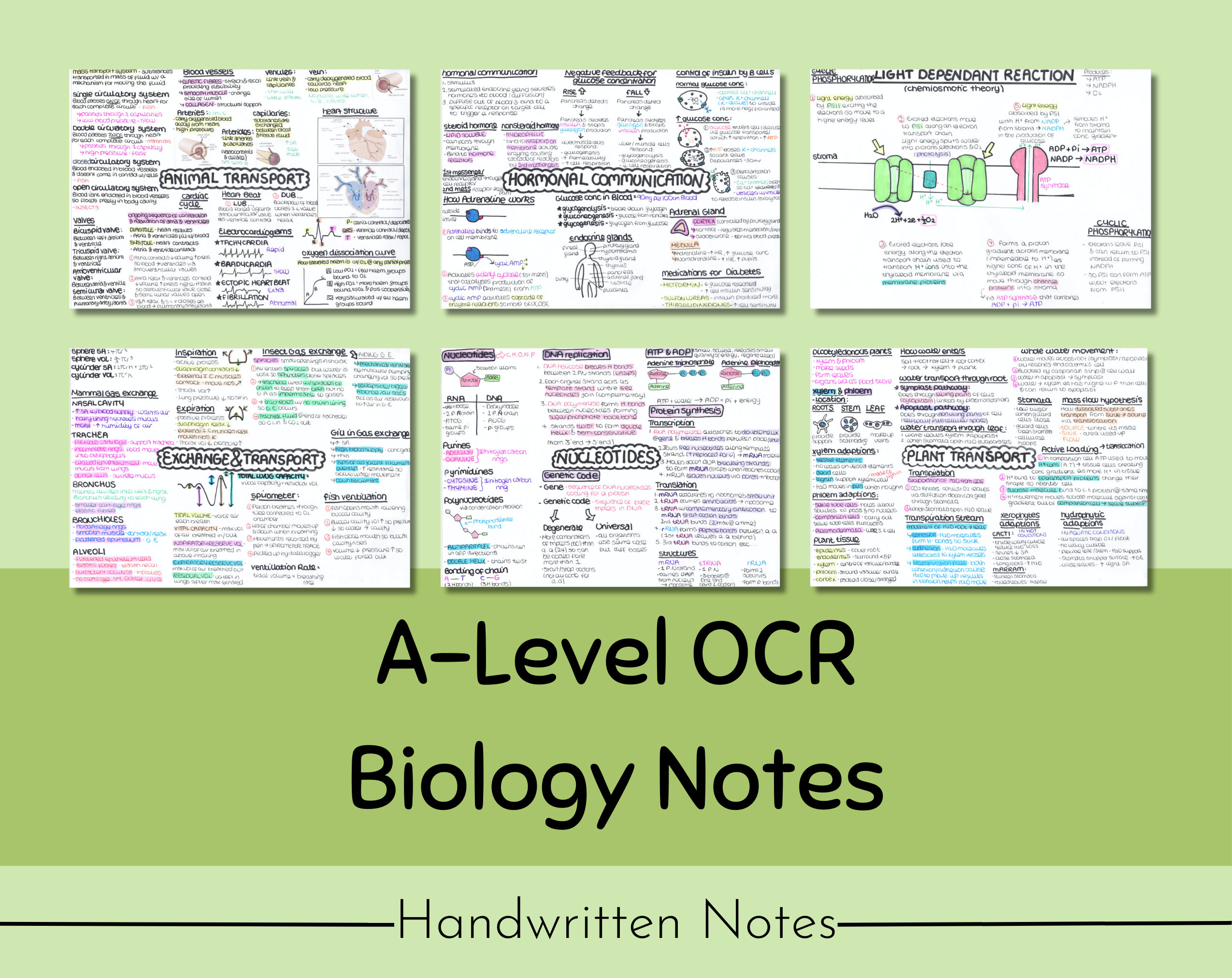 30+ Pages AS & A-level Biology OCR A Summarised Revision Notes – Year 1 ...