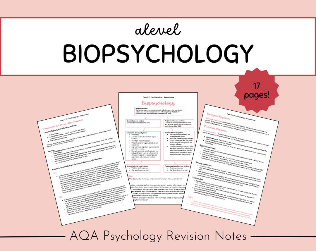 AQA A-level Psychology Revision Notes: Biopsychology - Etsy