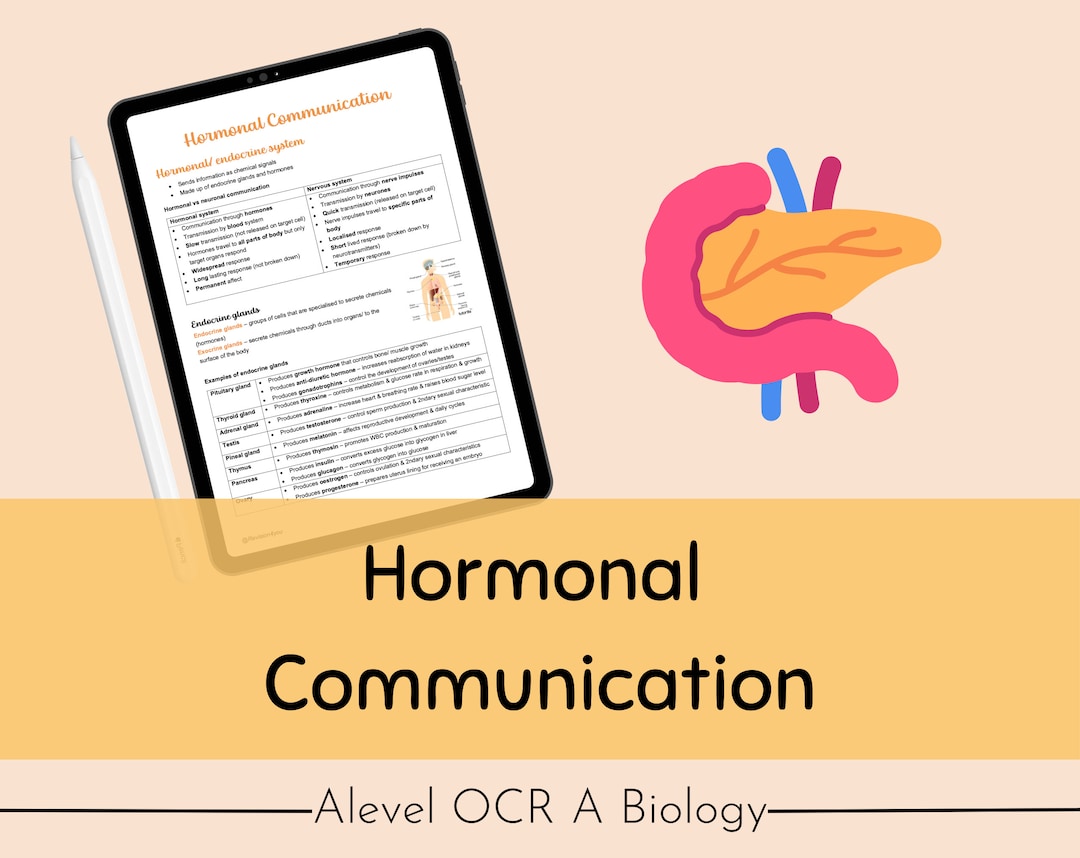 OCR A A-level Biology Hormonal Communication Revision Notes - Etsy