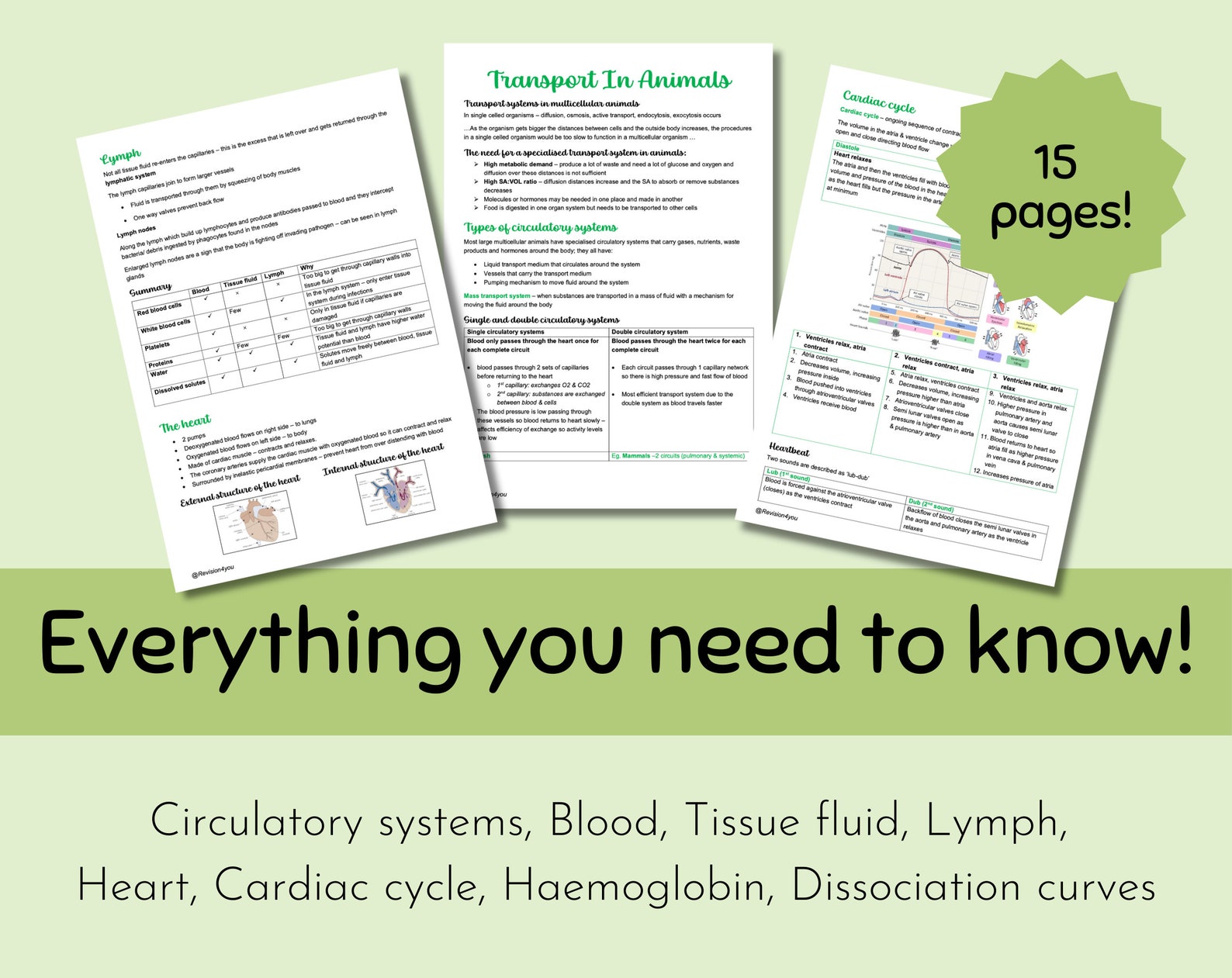 OCR A A-level Biology Transport in Animals Revision Notes - Etsy