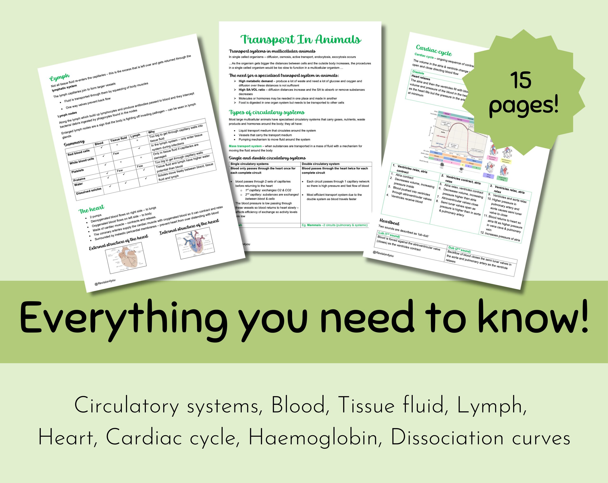 OCR A A-level Biology Transport in Animals Revision Notes - Etsy